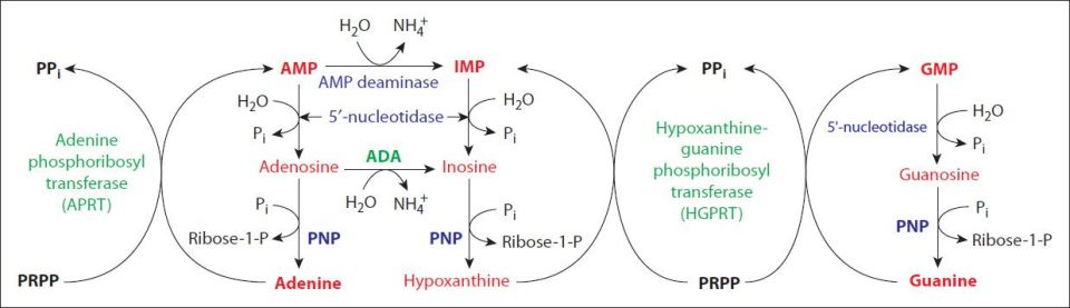 32 Nitrogen: Nucleotide Metabolism | Basicmedical Key