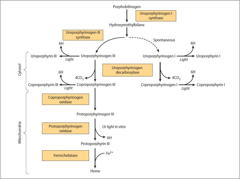 33 Nitrogen: Heme Metabolism | Basicmedical Key