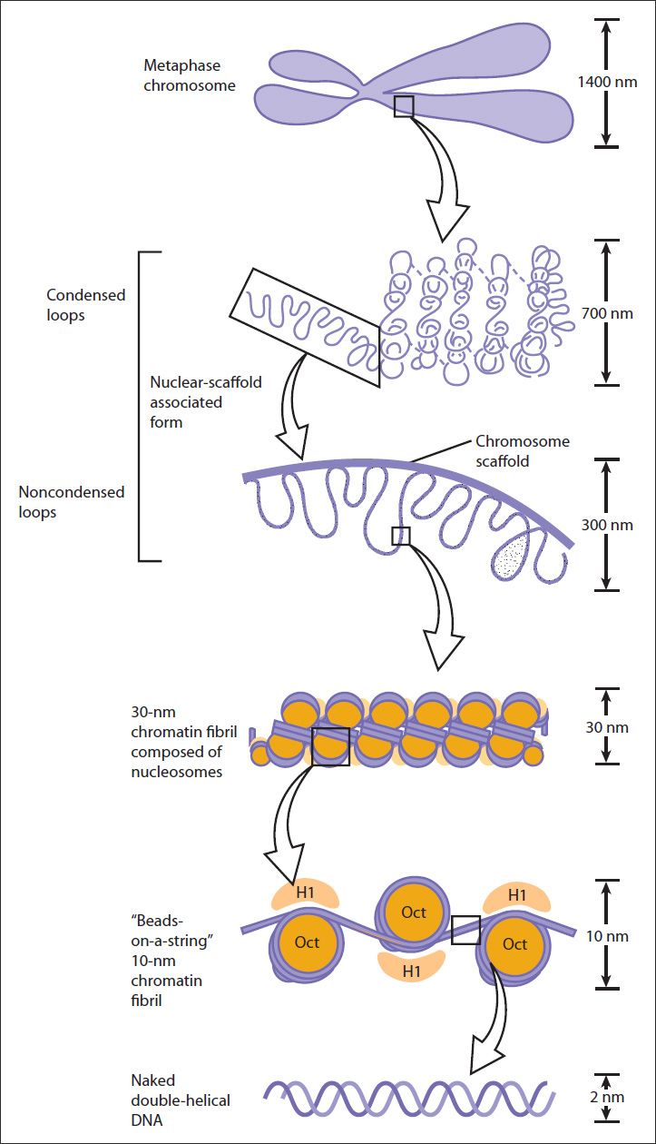 35 Chromatin: DNA Structure and Replication | Basicmedical Key