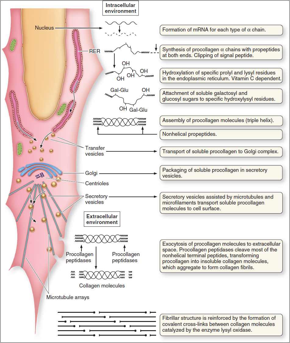 39 Extracellular Matrix: Glycosaminoglycans and Proteoglycans ...