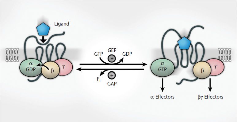 40 Mechanisms of Signal Transduction | Basicmedical Key