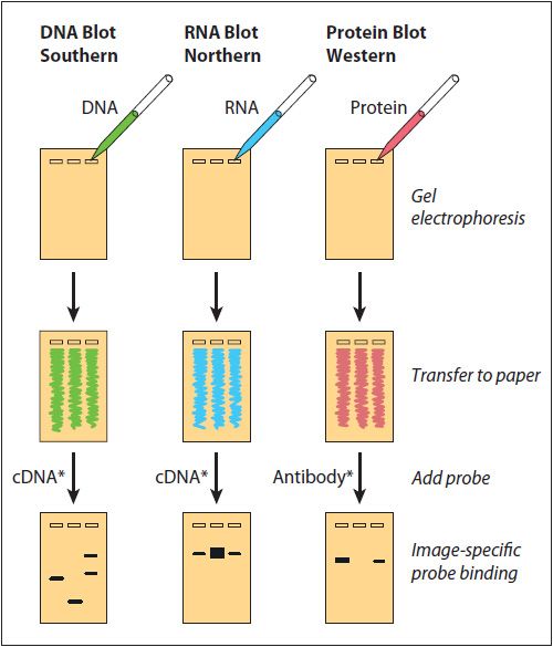 41 Molecular Biology Tools | Basicmedical Key