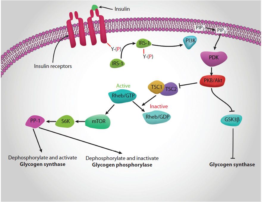 46 Insulin Function | Basicmedical Key