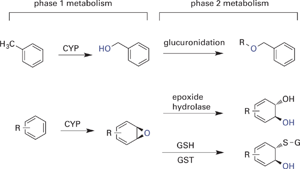 Radical Chemistry | Basicmedical Key
