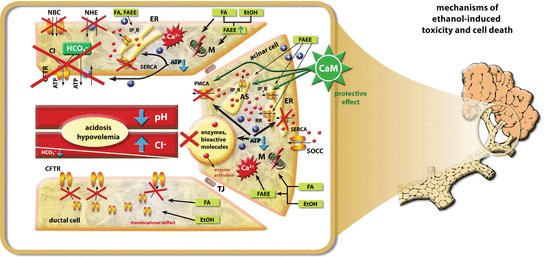 Exocrine Pancreas: The Acinar-Ductal Tango in Physiology and ...