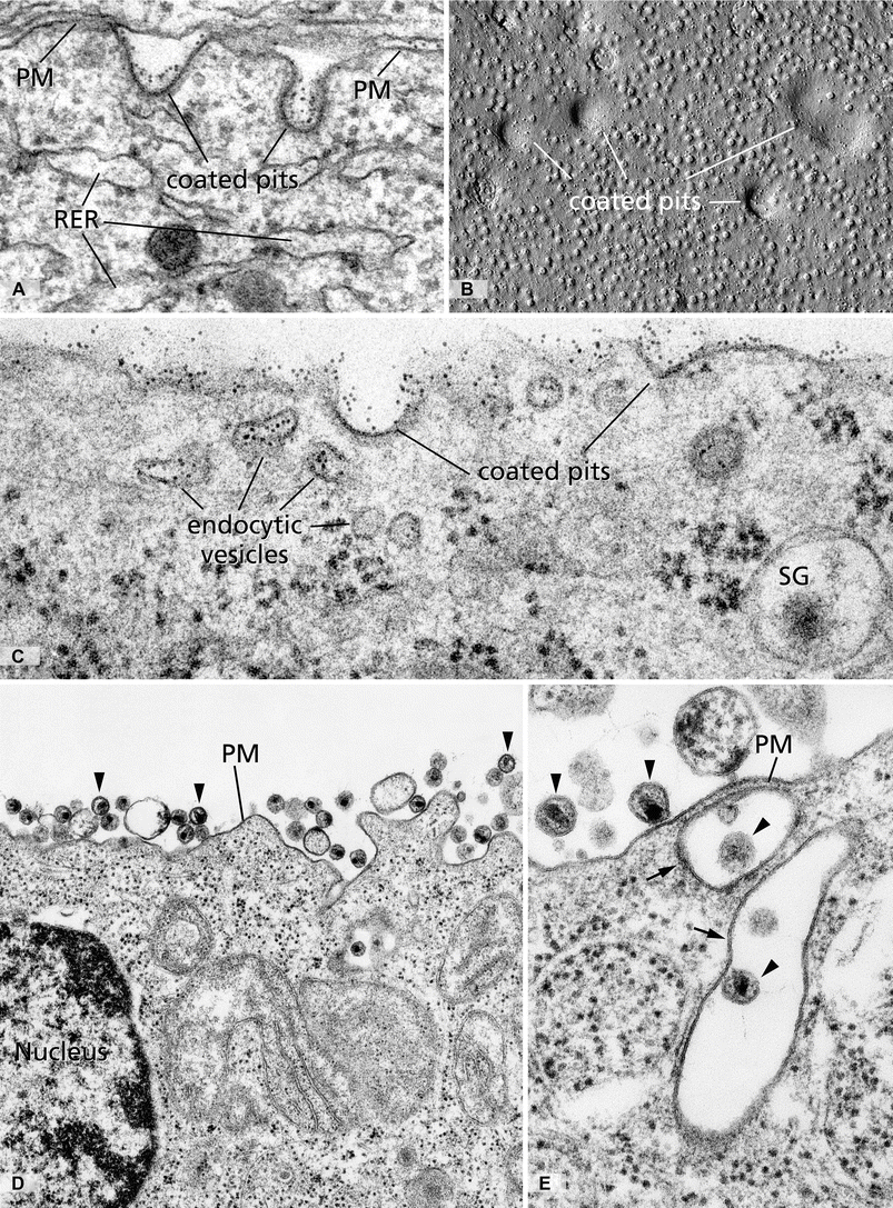 Cytoplasm: The Endocytic System | Basicmedical Key