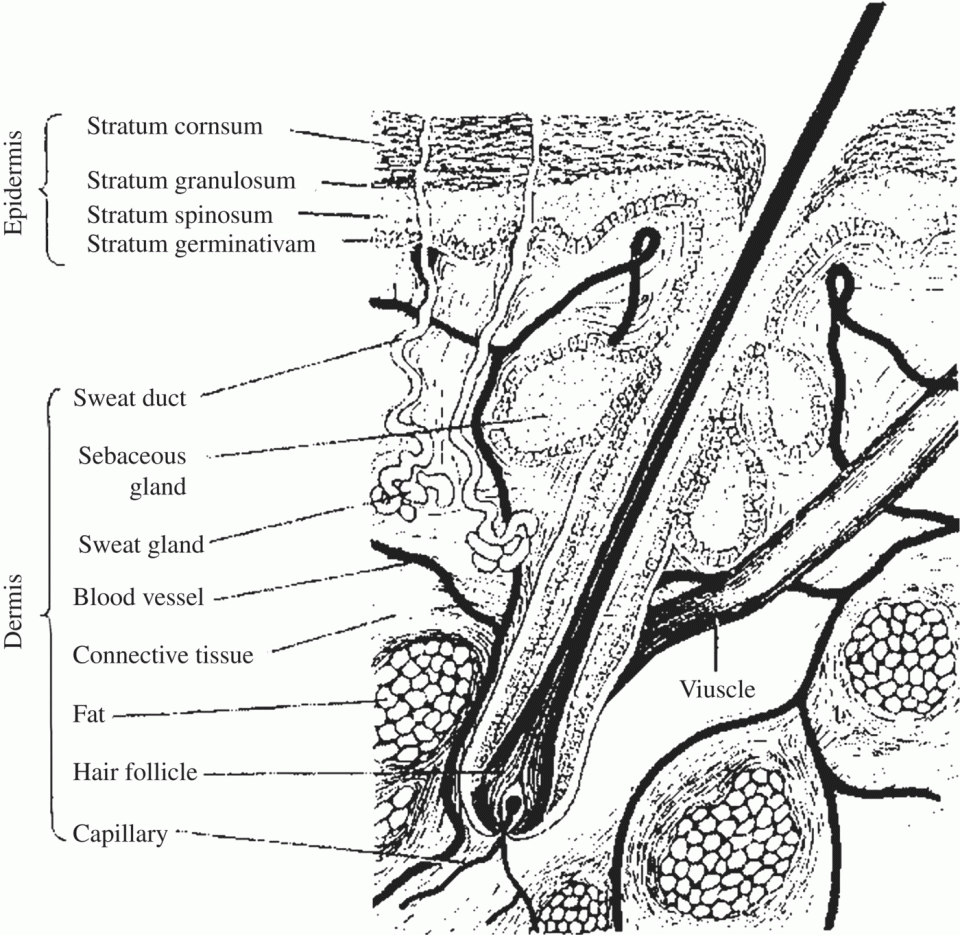 DERMATOTOXICITY: TOXIC EFFECTS ON THE SKIN | Basicmedical Key