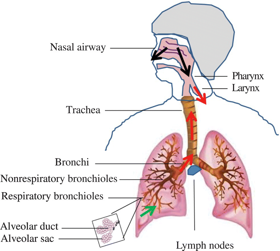 PULMONOTOXICITY: TOXIC EFFECTS IN THE LUNG | Basicmedical Key