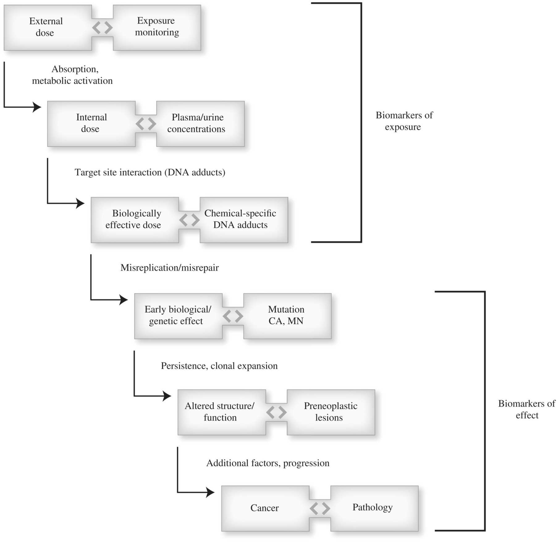 MUTAGENESIS AND GENETIC TOXICOLOGY | Basicmedical Key