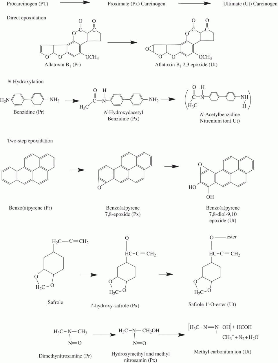 CHEMICAL CARCINOGENESIS | Basicmedical Key