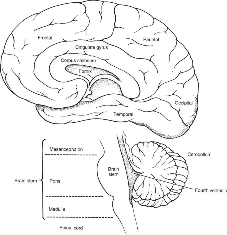 Neurosurgery: Diseases Of The Nervous System | Basicmedical Key