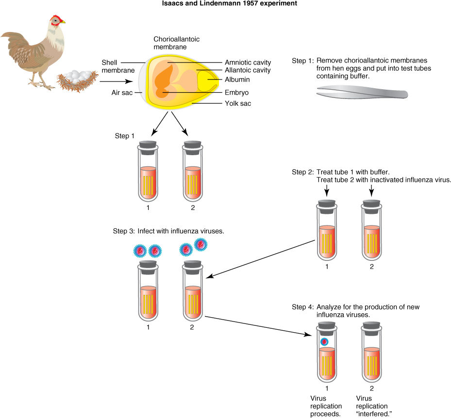 Host Resistance to Viral Infections | Basicmedical Key