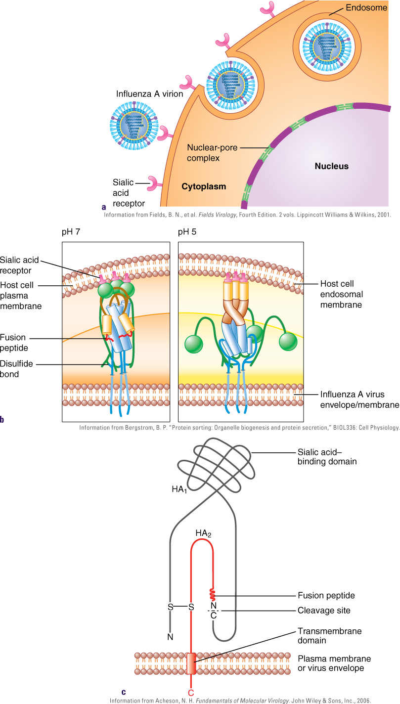 Influenza Viruses | Basicmedical Key