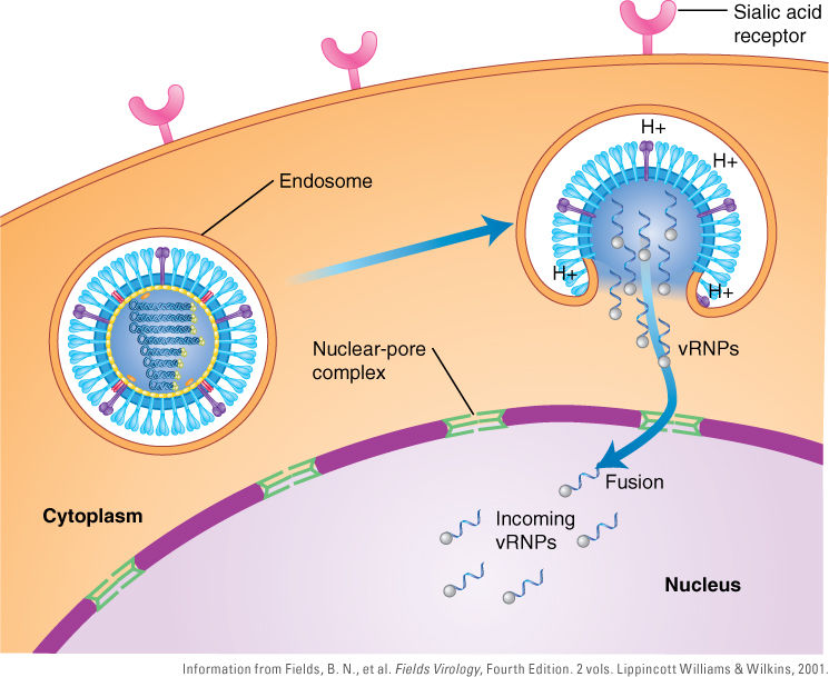 Influenza Viruses | Basicmedical Key