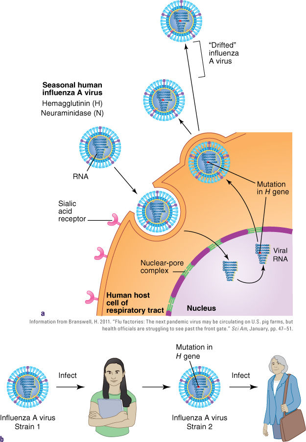 Influenza Viruses | Basicmedical Key