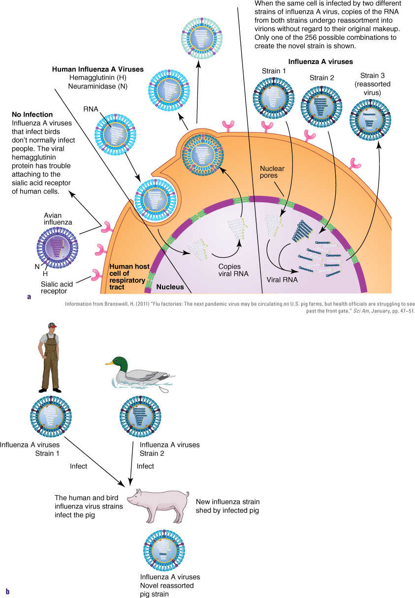 Influenza Viruses | Basicmedical Key