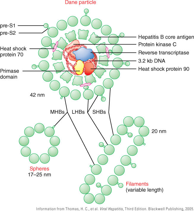 Hepatitis Viruses | Basicmedical Key