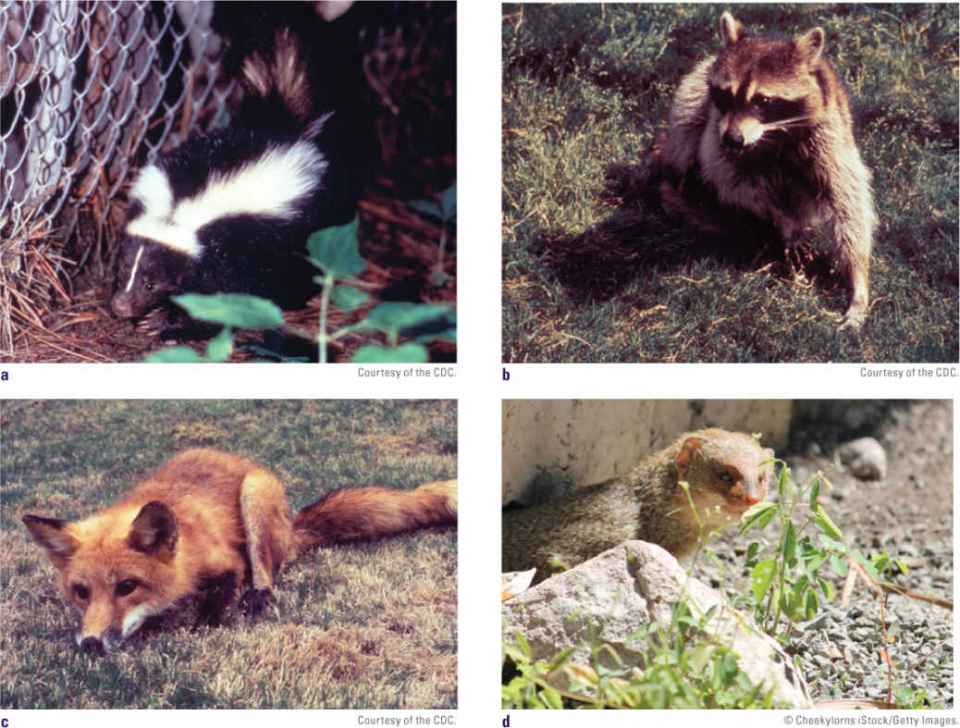 Rabies | Basicmedical Key