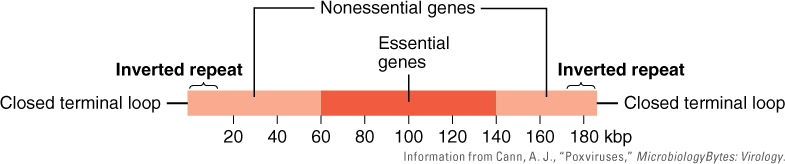 Poxviruses | Basicmedical Key