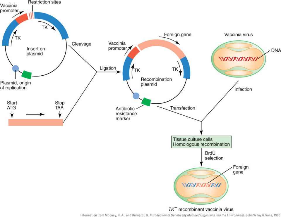 Poxviruses | Basicmedical Key