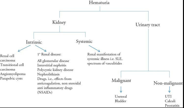 Urinalysis | Basicmedical Key