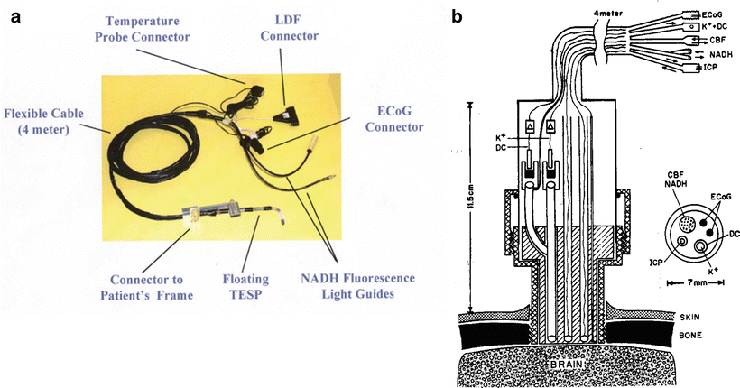 Monitoring of NADH in Human Brain and Body Organs | Basicmedical Key