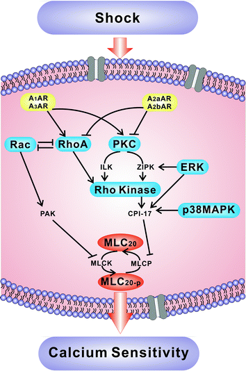 Desensitization Mechanism and Treatment for Vascular Hyporesponsiveness ...