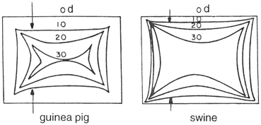 Experimental Methods II. The Defect Closure Rule | Basicmedical Key