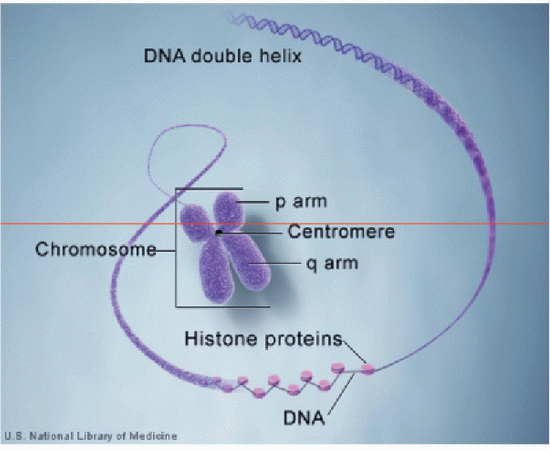 Genetics Basicmedical Key 3975