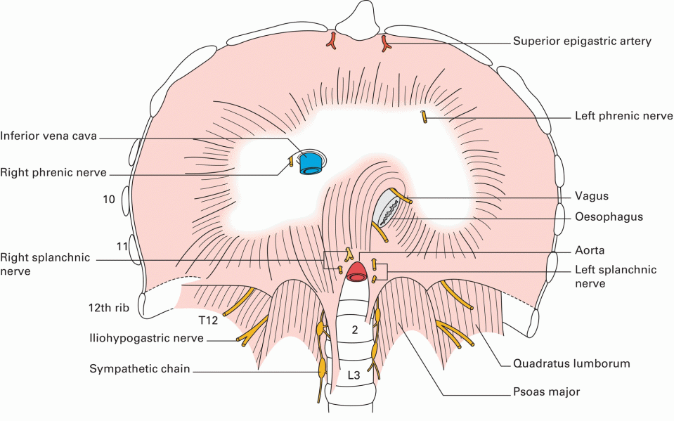 1: The Thorax | Basicmedical Key