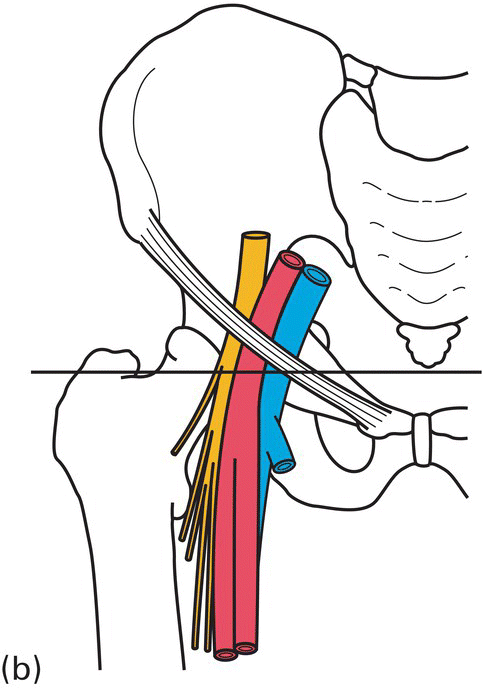 4: The Lower Limb | Basicmedical Key