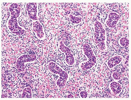 Testis | Basicmedical Key