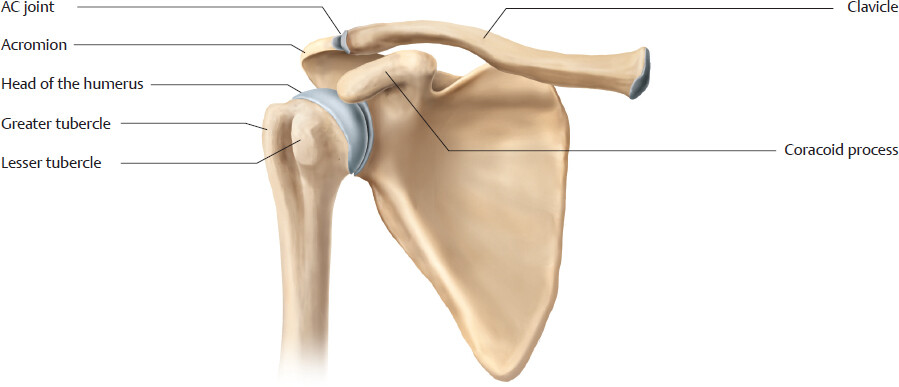 Chapter 2 Shoulder Complex | Basicmedical Key