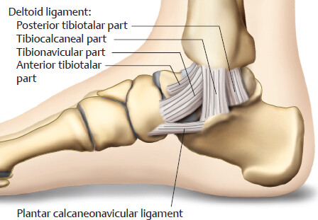 Chapter 7 Foot | Basicmedical Key