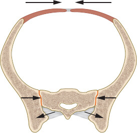 Chapter 9 Posterior Pelvis | Basicmedical Key