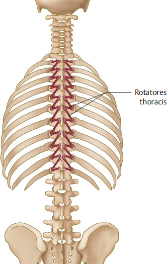 Chapter 12 Thoracic Spine and Thoracic Cage | Basicmedical Key