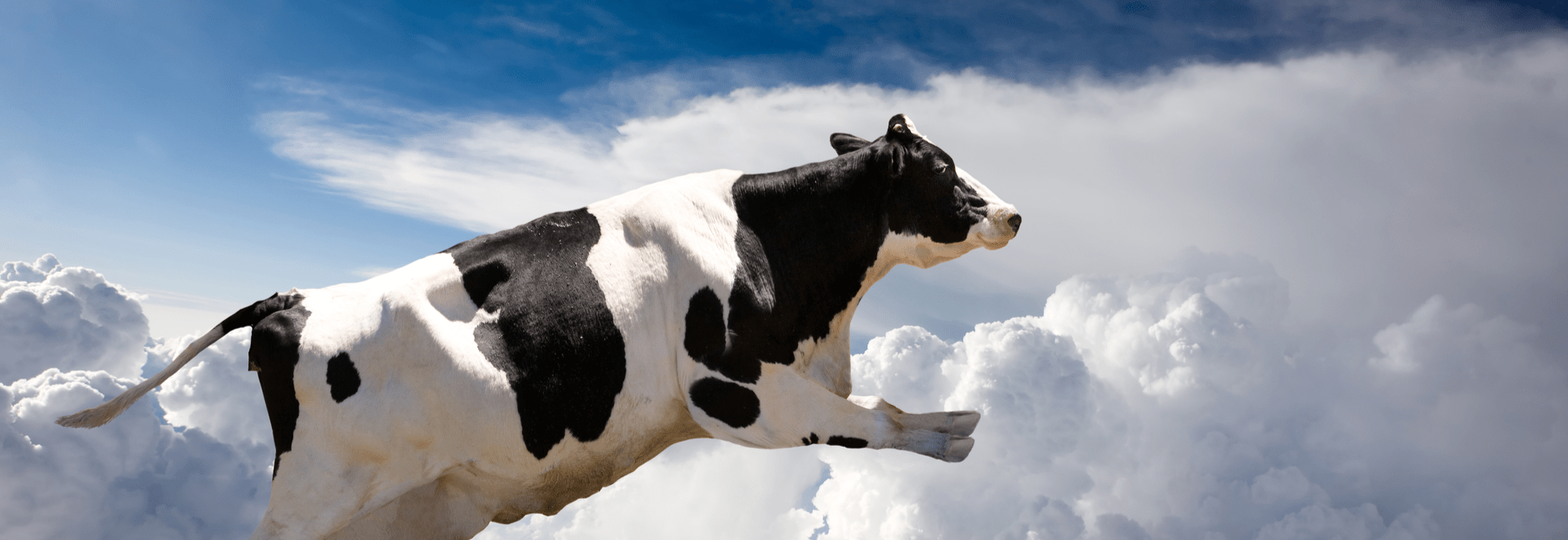 Clouds v Cows - Cloud Computing Explained - Baskerville Drummond Consulting LLP