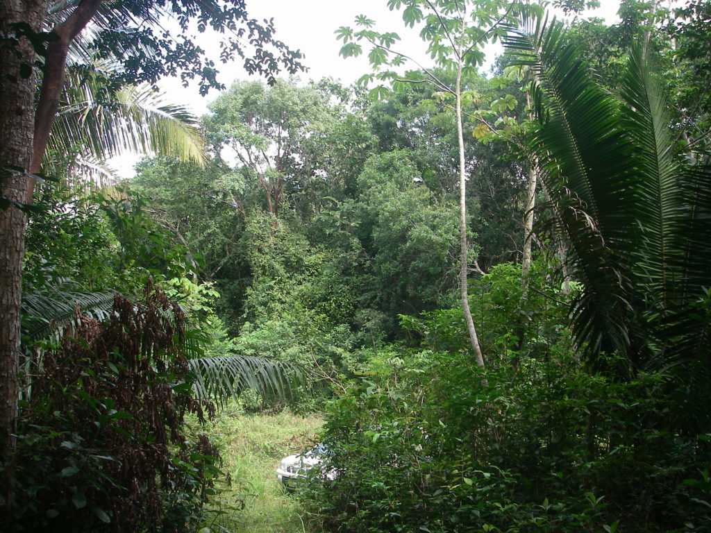 Everything grows in Belize | Bedrock to Belize!!!