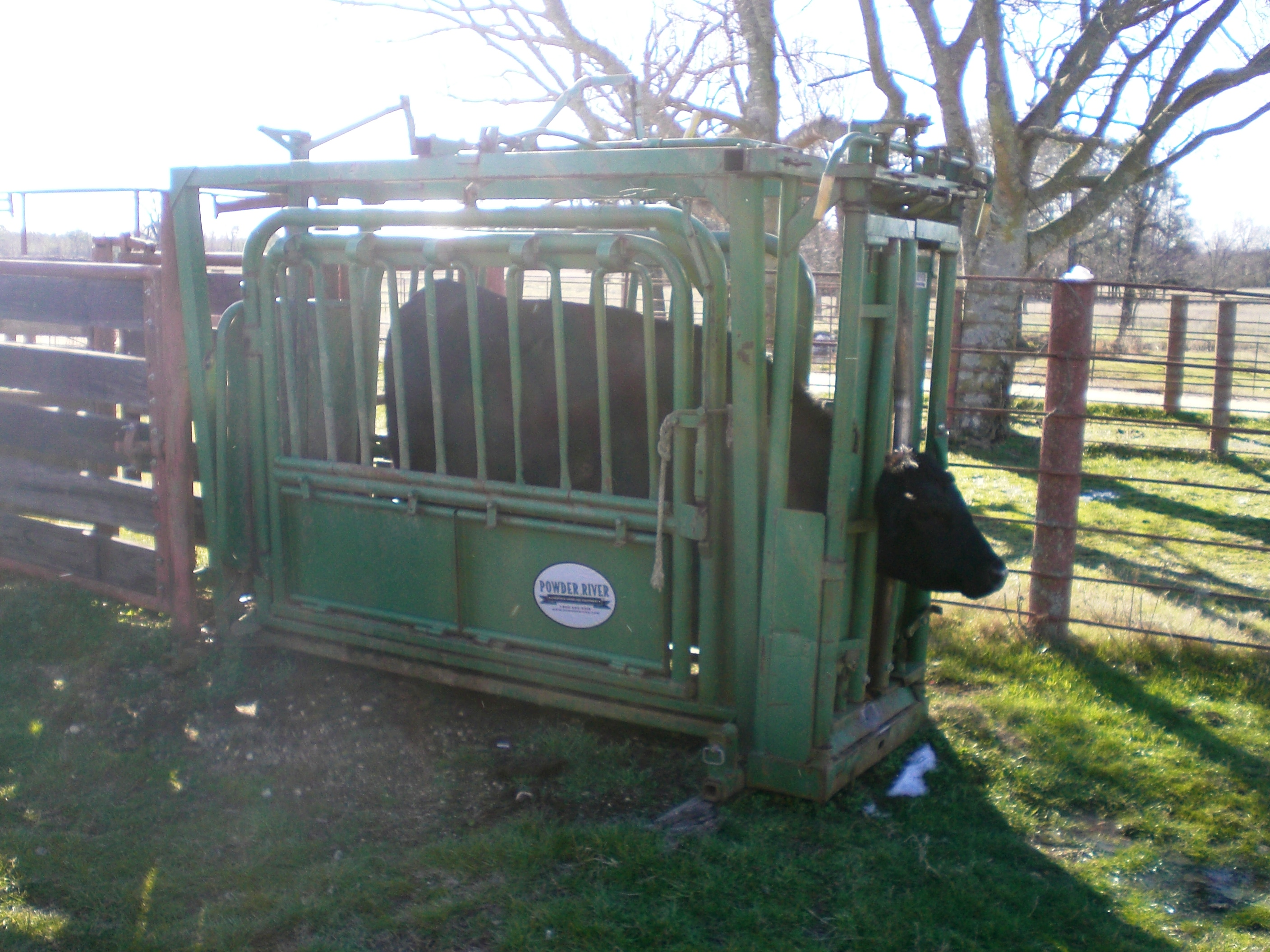 Dystocia: The Challenge – Beef Runner