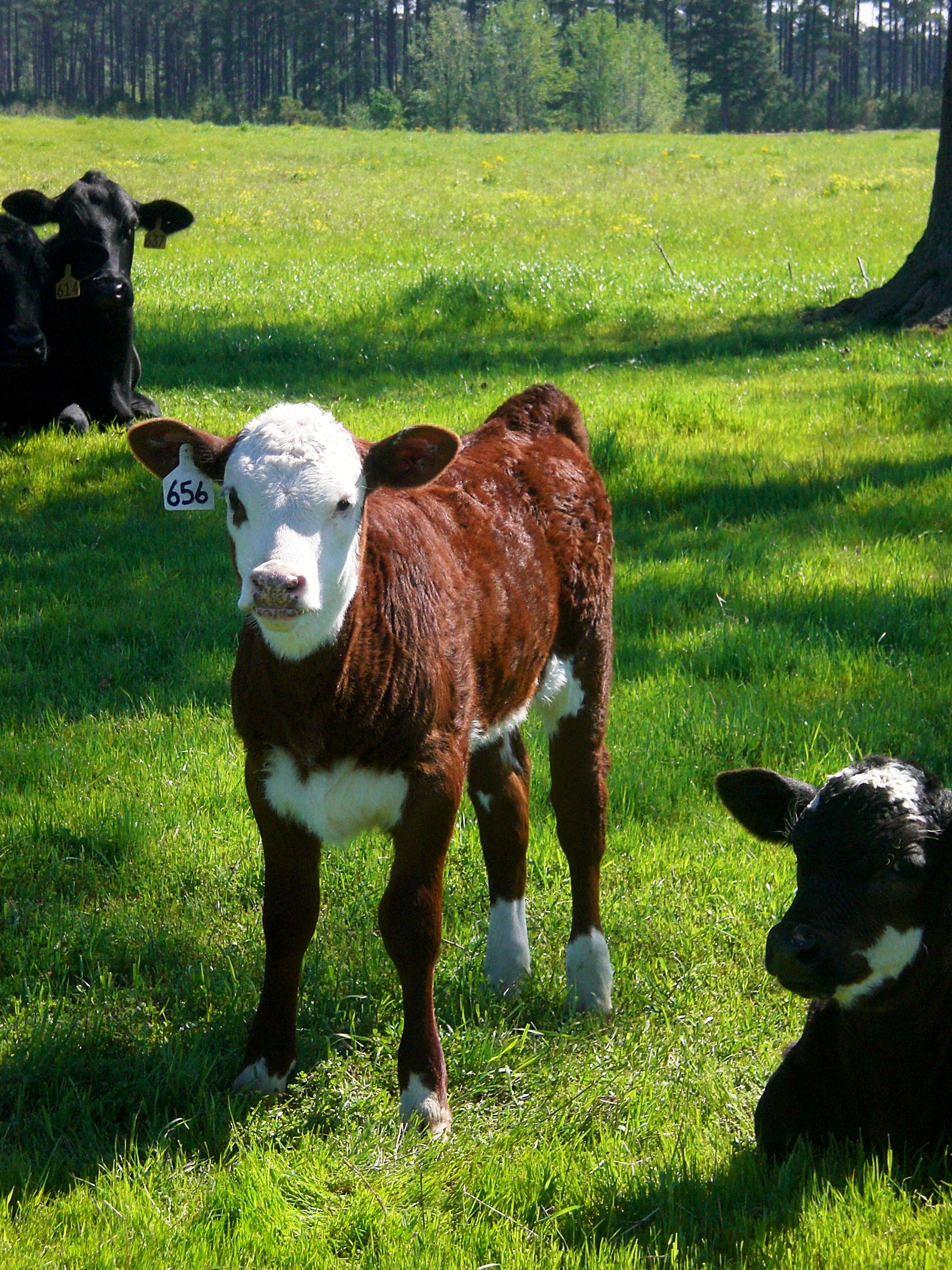 Quality Food Begins With Quality Animal Care – Beef Runner