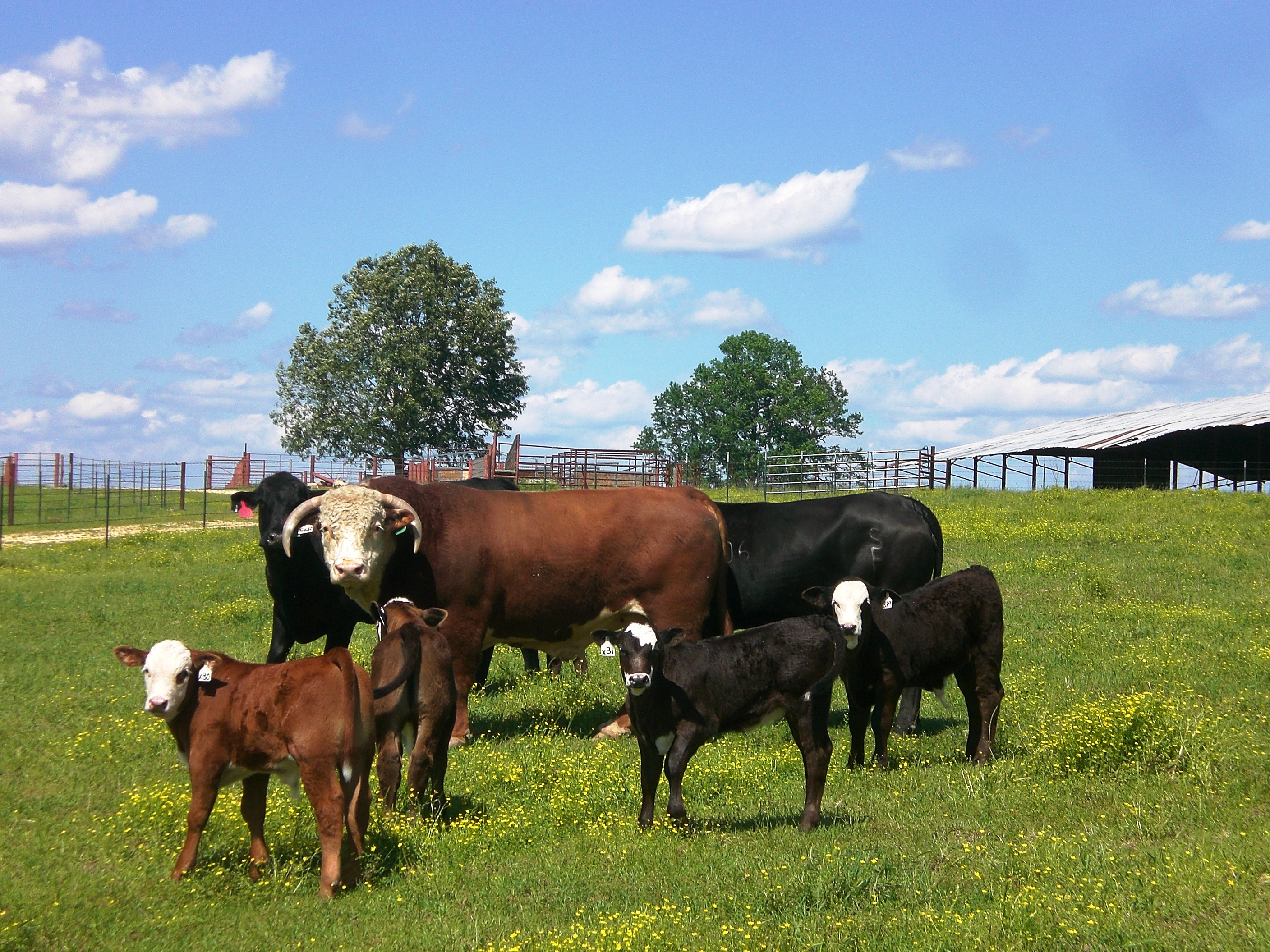Traveling Bulls and Breeding Season – Beef Runner