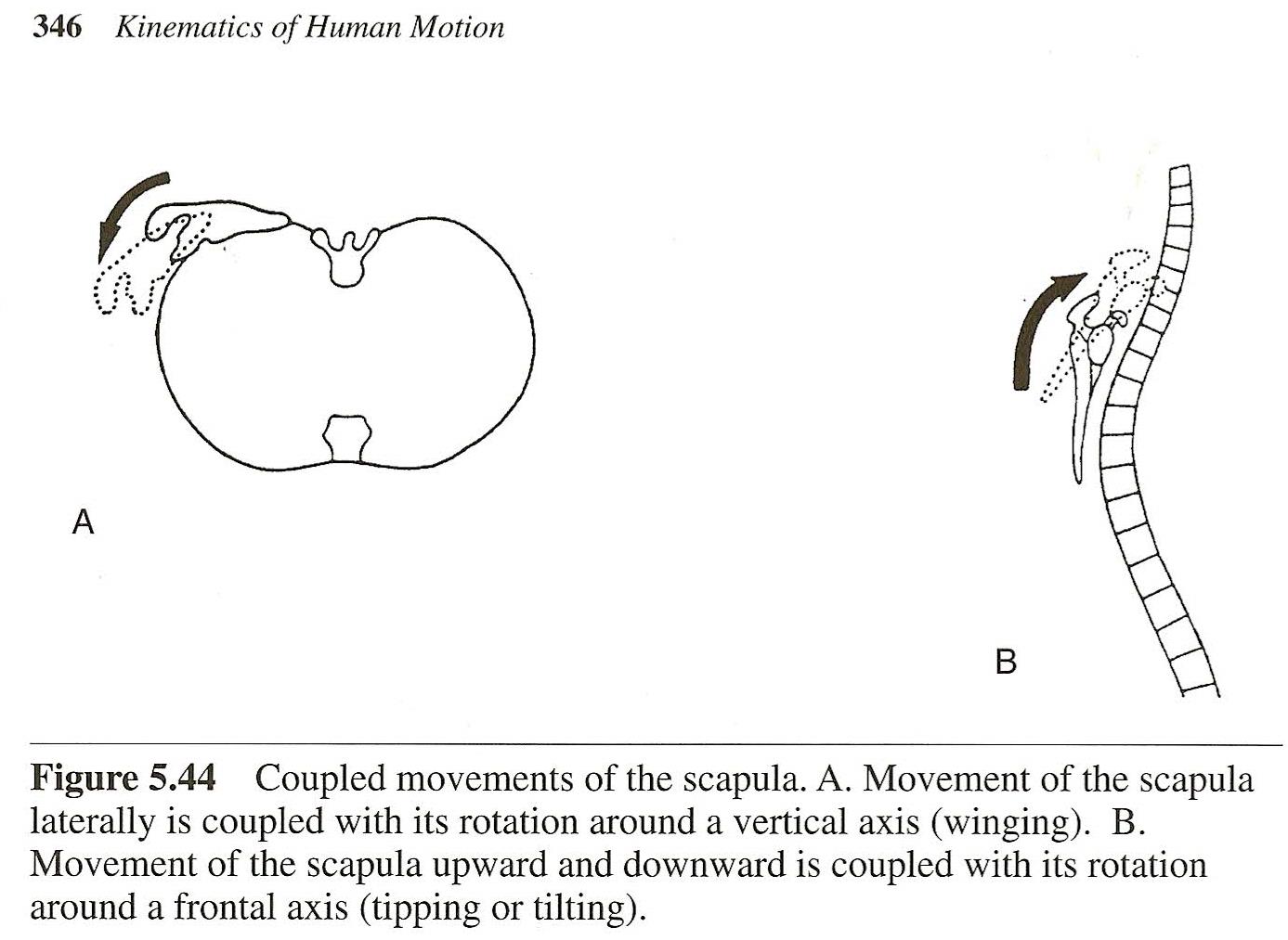 Shoulder Complex – Kinematic Considerations | BEST Performance Group
