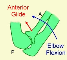Elbow Complex – Anatomical Considerations | BEST Performance Group
