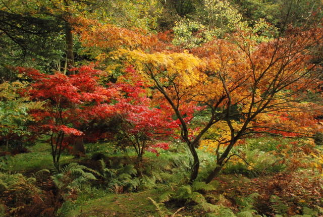 Types of Maple Trees - Best Trees To Plant