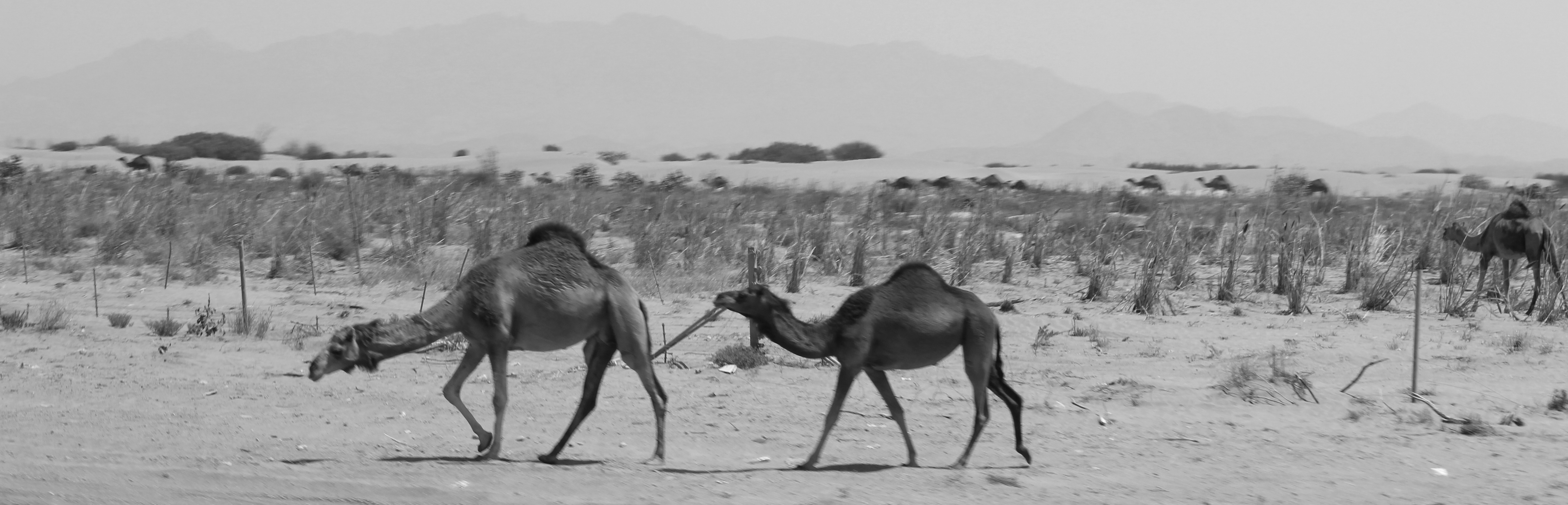 Colouring the country of black and white: Wadja Inc. in Saudi Arabia ...