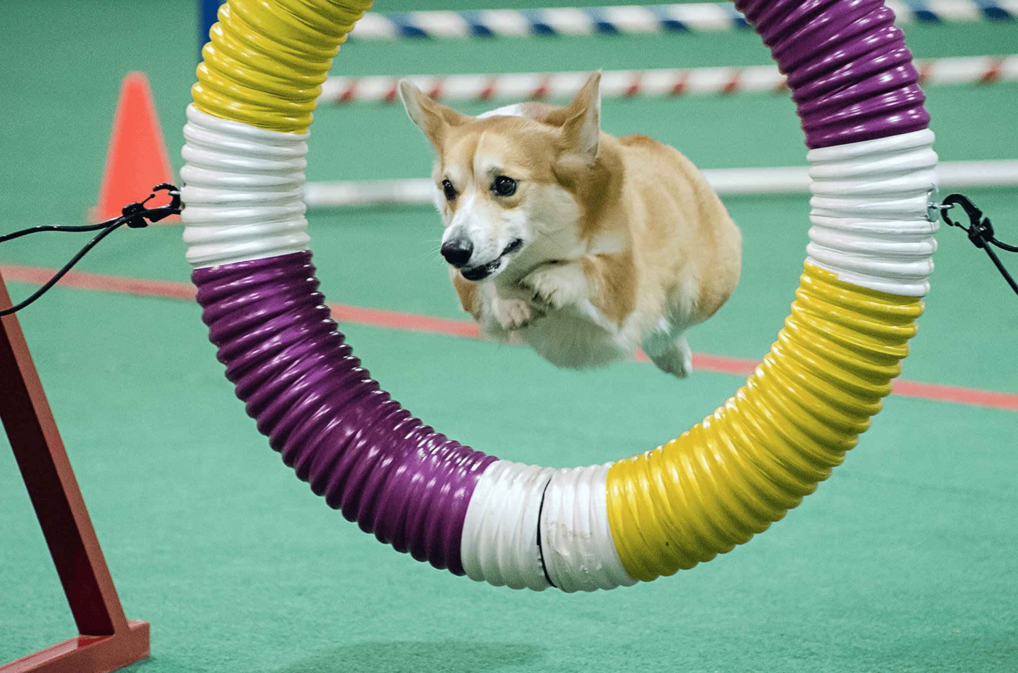 5 Local Corgis bring the Magic (and the Fur) to Birmingham [Photos ...