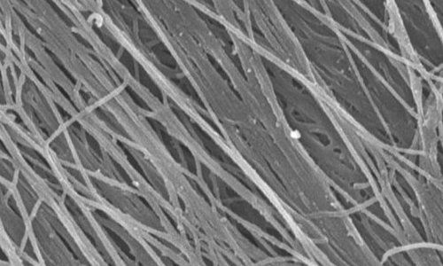New Biological Scaffold for Stem Cells – BIOENGINEER.ORG