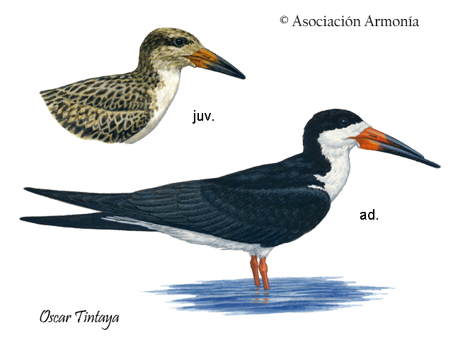 Rynchops niger – Birds of Bolivia