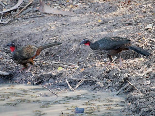 Ortalis canicollis – Birds of Bolivia