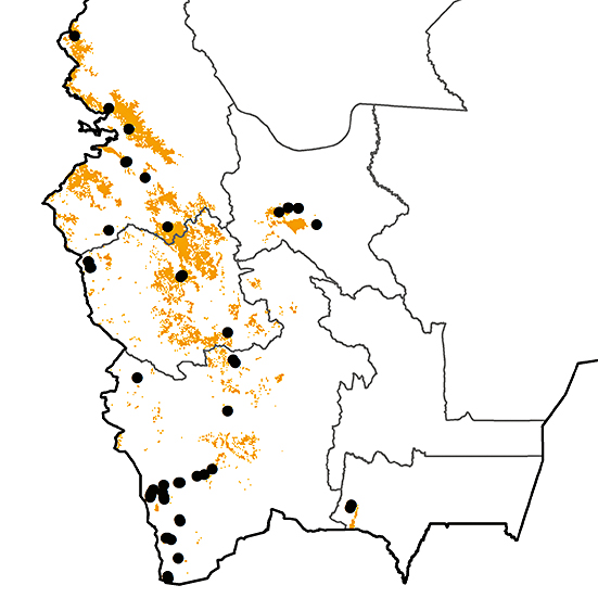Lessonia oreas – Birds of Bolivia